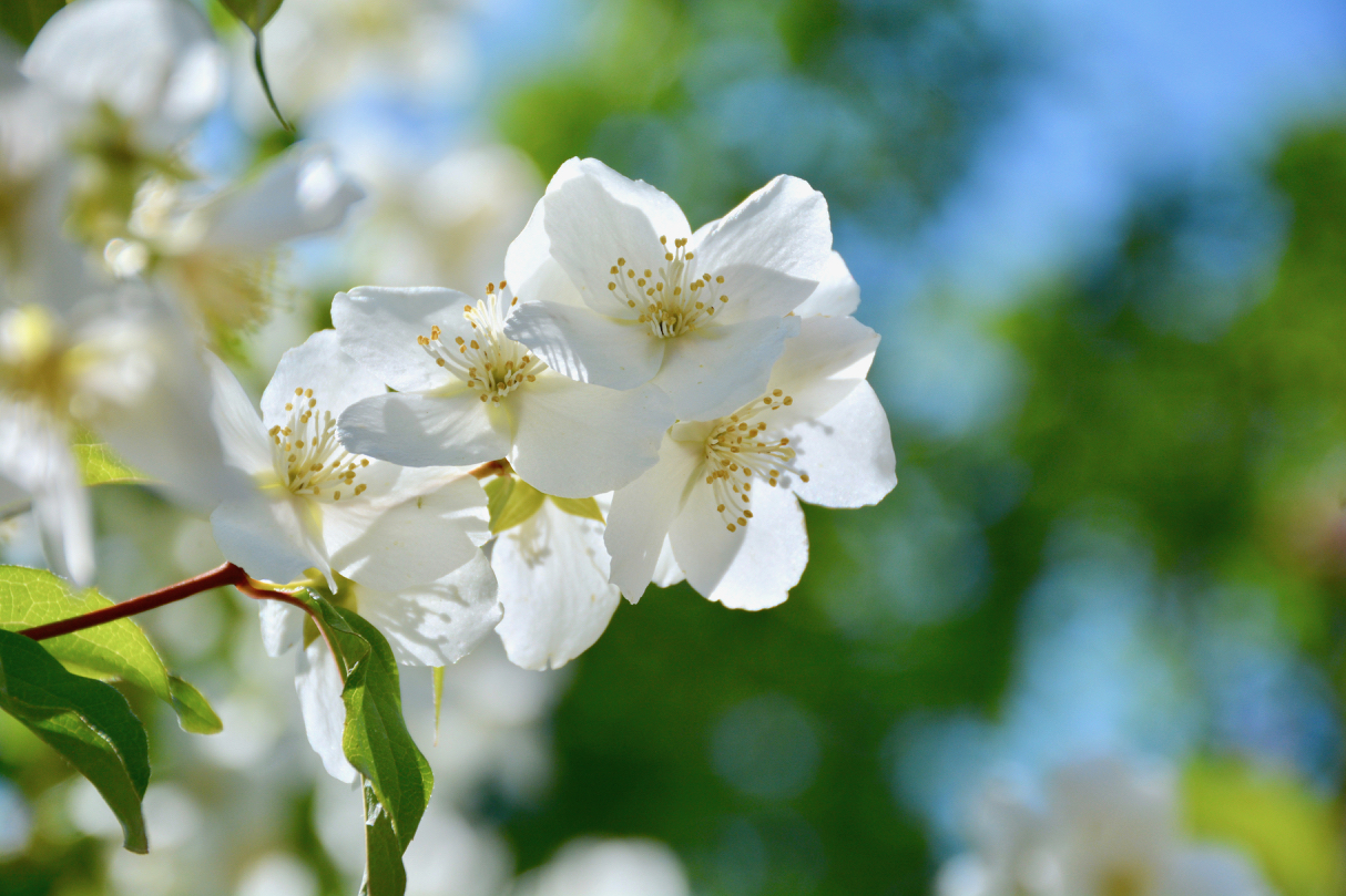 Suloiset jasmikkeet koristavat puutarhaa - Viherpeukalot blogi