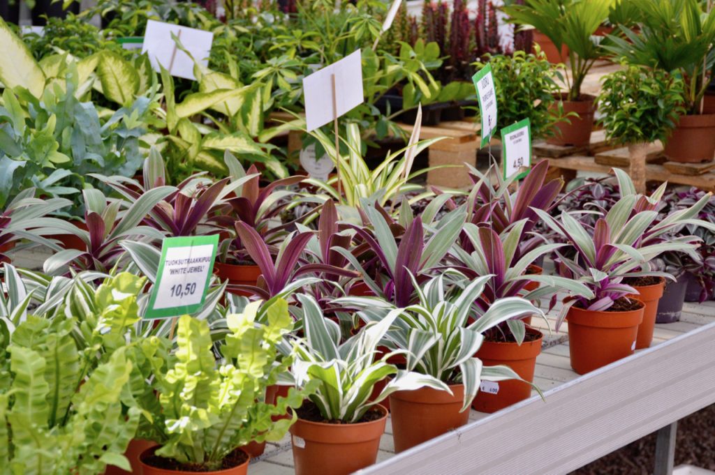 Vihreän vallassa - viherkasvit viihtyvät parvekkeella - Viherpeukalot Blogi