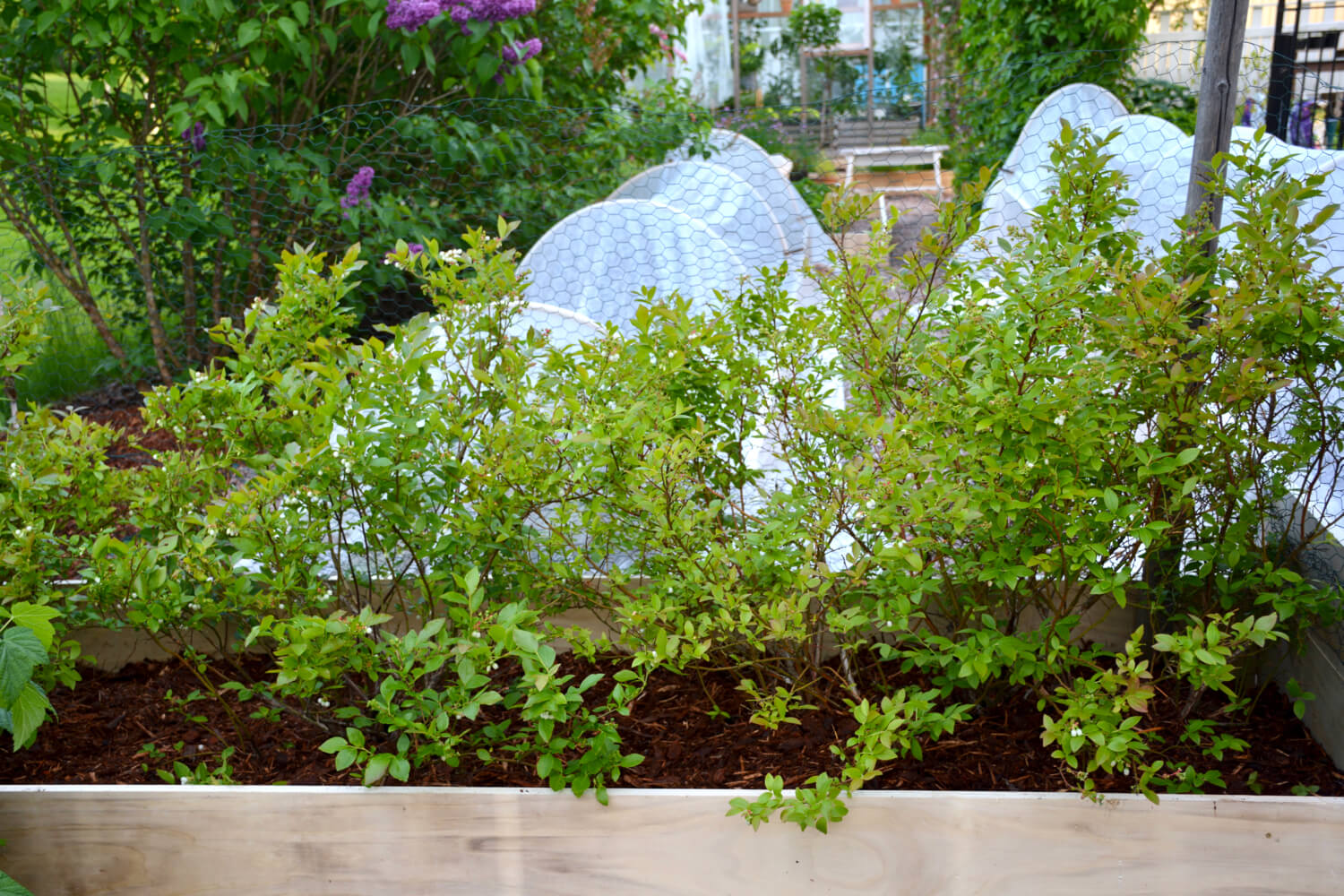 Pensasmustikka hurmaa kotipuutarhassa - Viherpeukalot Blogi