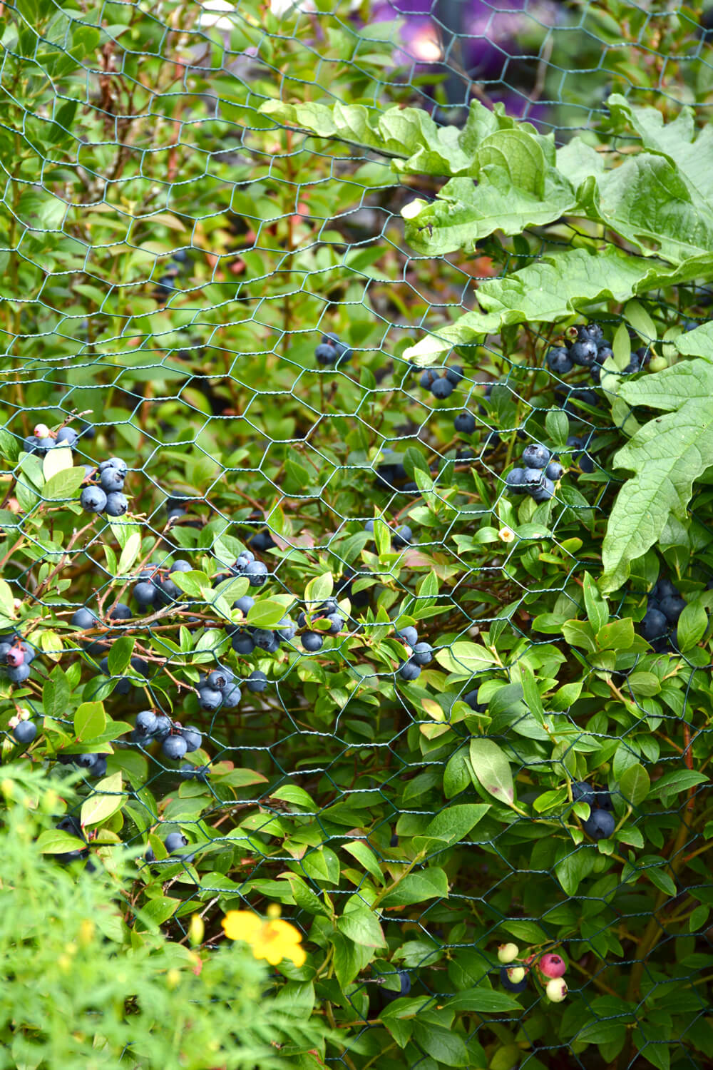 Pensasmustikka hurmaa kotipuutarhassa - Viherpeukalot Blogi