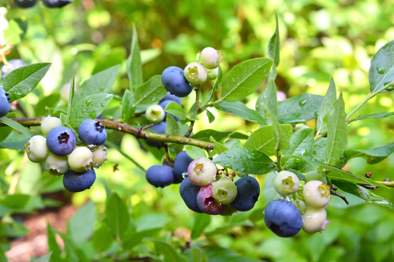 Pensasmustikka hurmaa kotipuutarhassa - Viherpeukalot Blogi