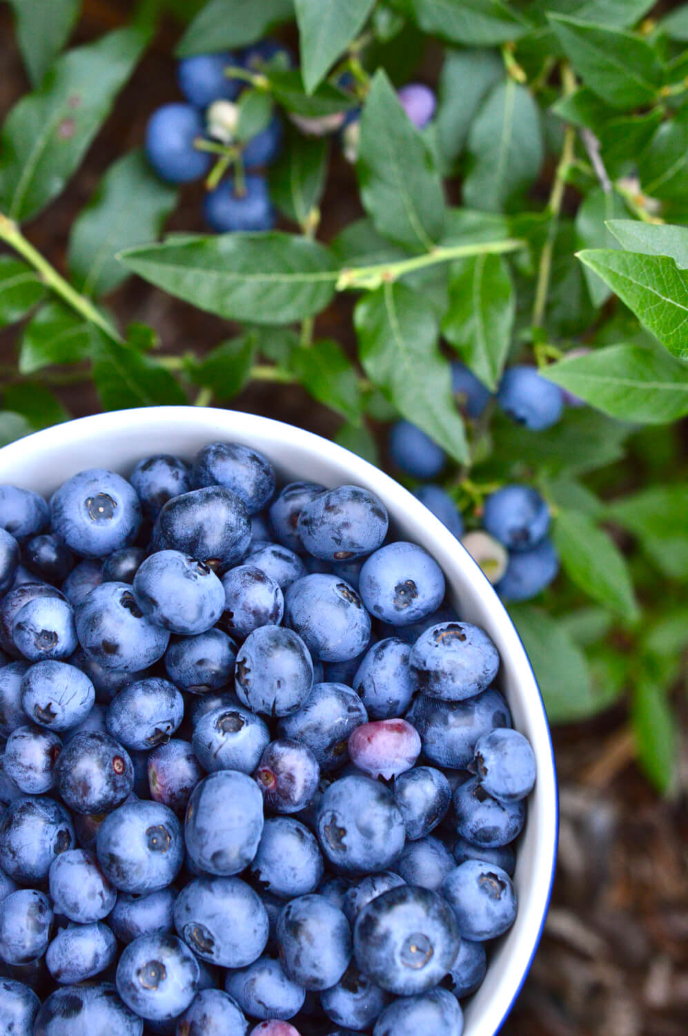 Pensasmustikka hurmaa kotipuutarhassa - Viherpeukalot Blogi