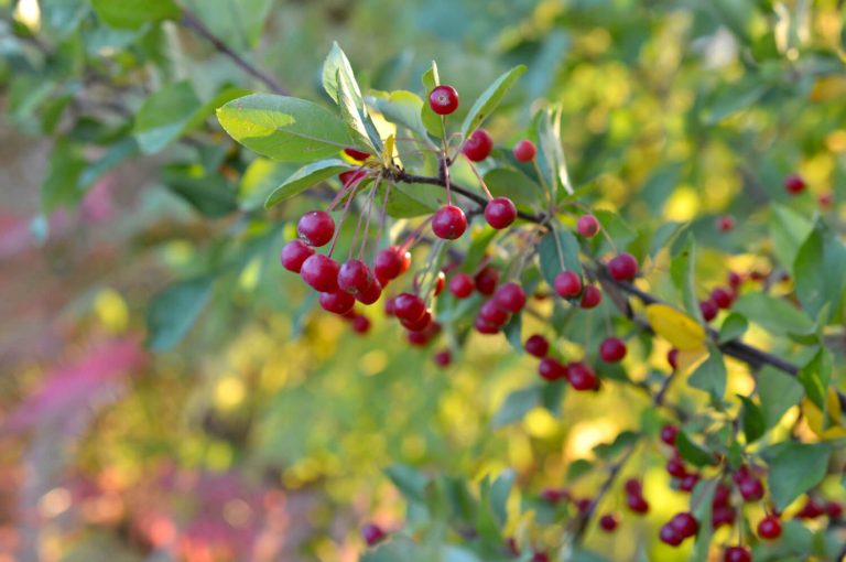 Syysväriä puutarhaan - Viherpeukalot Blogi